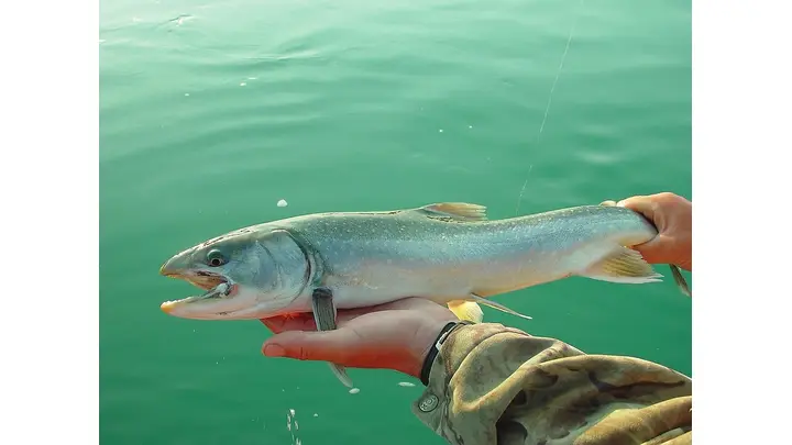 Alaska Rejects Beach Seine for Kenai River King Salmon