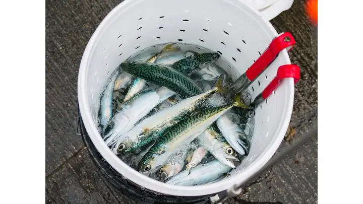 Waitrose Halts Mackerel Sourcing Over Sustainability Concerns