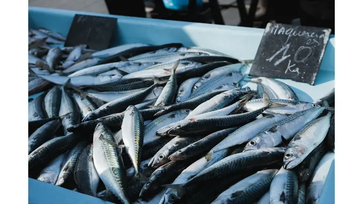 Northeast Atlantic Mackerel Quota Deal for 2026 Includes Iceland, Cuts Catch by 48%