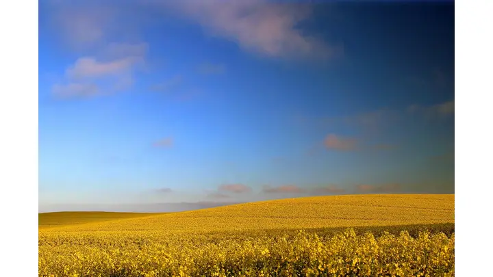 Global Oilseed Export Prices: Latest EU Data (May 28, 2026)