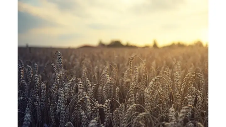 Portland Grain Export Bids Show Mixed Movements on March 6