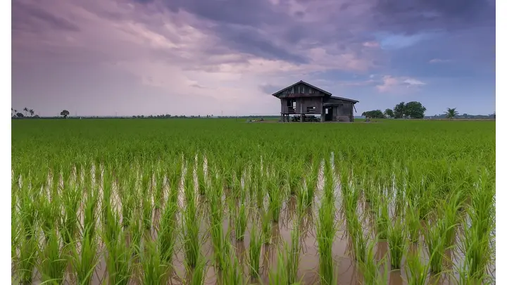 Vietnam Launches New Low-Emission Rice Protocols for 2025-2026 Season