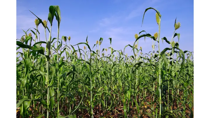 First U.S. Soybean and Sorghum Shipments to China Since Spring Underway