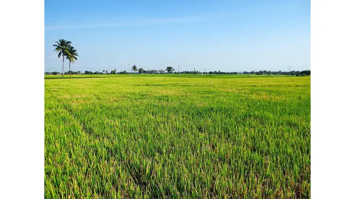 India's Grain Harvest Hits Record High for Ninth Straight Year