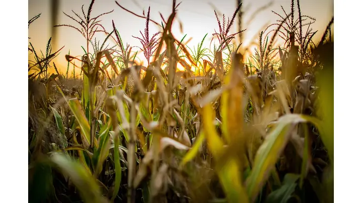 Corn Futures Recover After Tuesday Selloff
