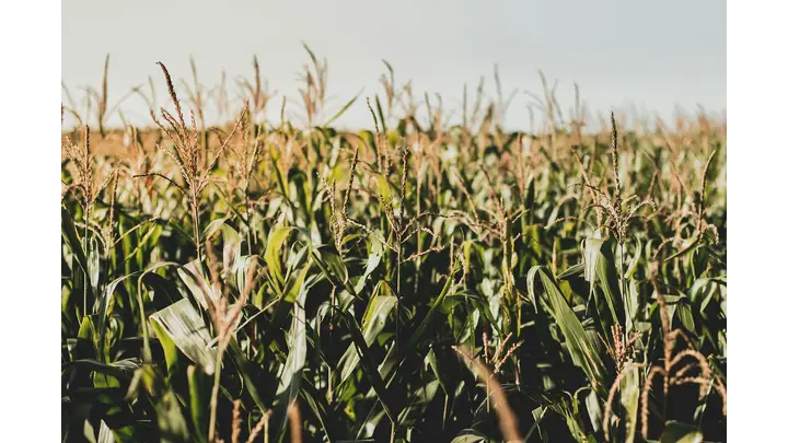 China's Corn Imports Surged 44.2% in December 2025 as Brazil Leads Supply