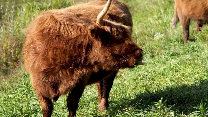USDA Reports Slaughter Cattle Market Data for Mid-March 2026