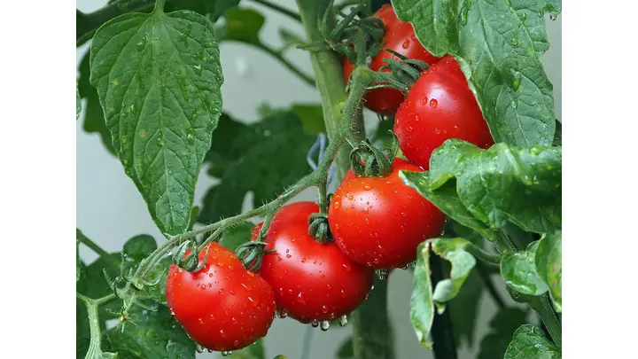 Impact of U.S. Tariffs on Mexican Tomato Exports