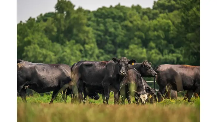 Beef Prices Reach Record High Amid 70-Year Cattle Inventory Low
