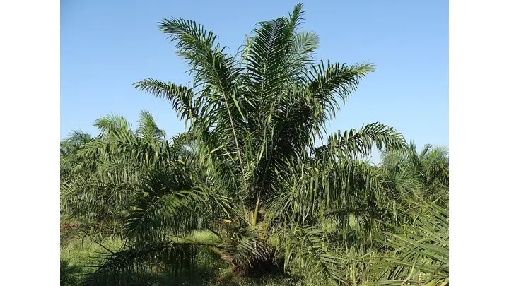 India's Palm Oil Imports Forecast to Rebound in 2025/26 Marketing Year