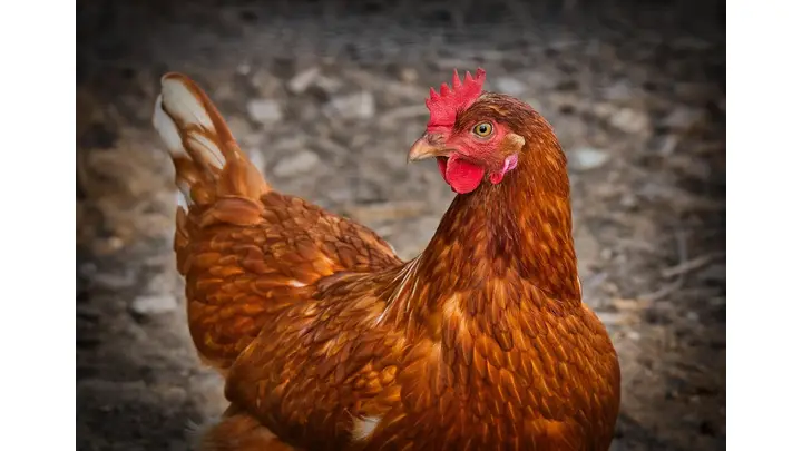 Tyson Foods Valued at 14x Forward P/E, Analysis Cautions