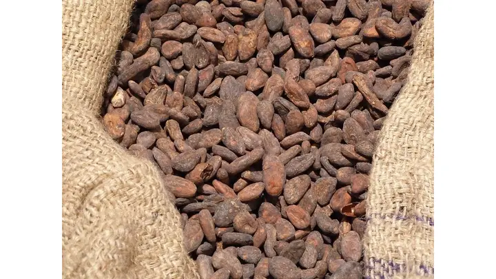Bavarian Startup Creates Cocoa-Free Chocolate Alternative from Sunflower Seeds