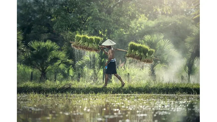 Rice Futures Hold Steady at $2,000 per CWT on CBOT