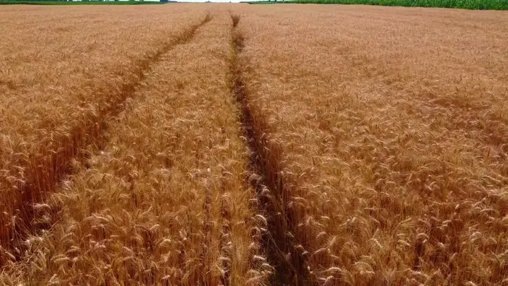 Argentina's Wheat Industry: Record Harvest and Historic China Exports
