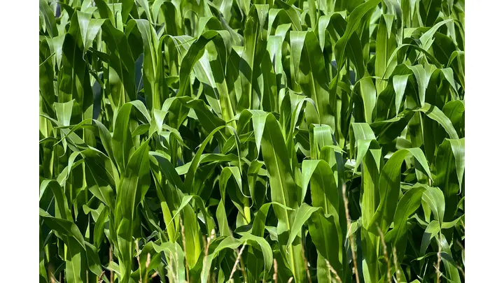 Crop Futures Decline as Favorable Weather Boosts US Midwest Yields