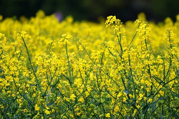 Price of German Rapeseed Oil Drops 4% to $1,398/ton