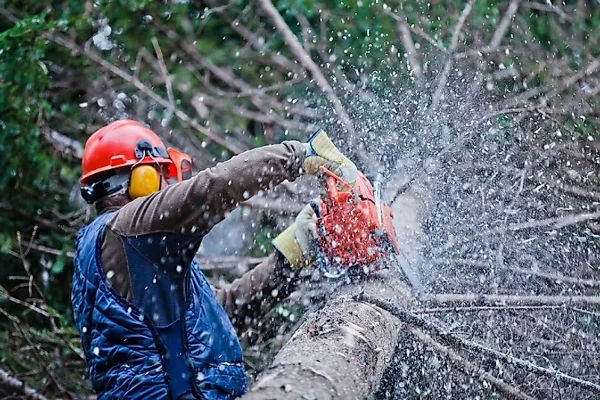 The Best Markets for Exporting Lumber: Key Statistics and Insights