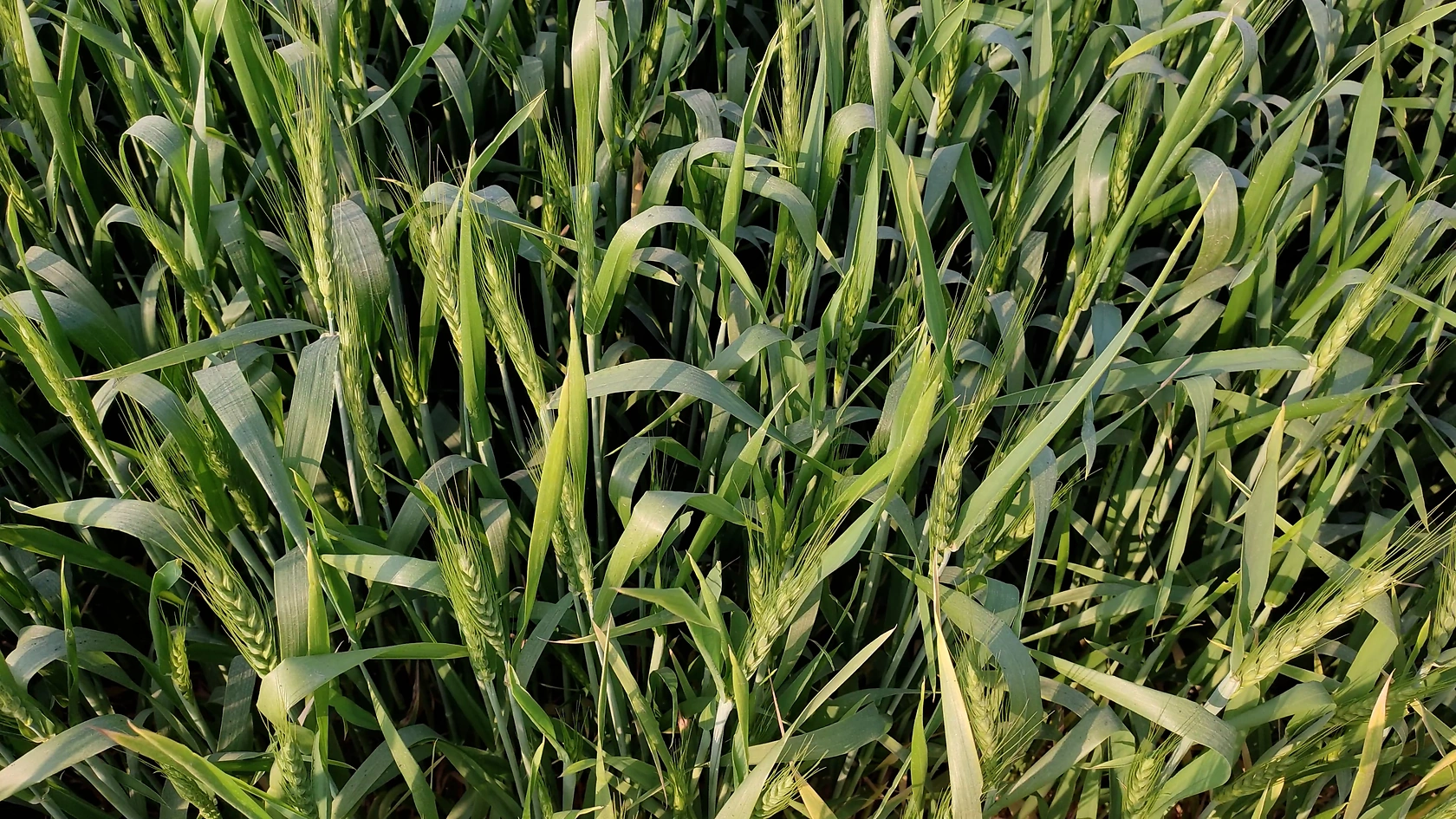 IGC Projects 2% Drop in Global Grains Output for 2026-27 Season