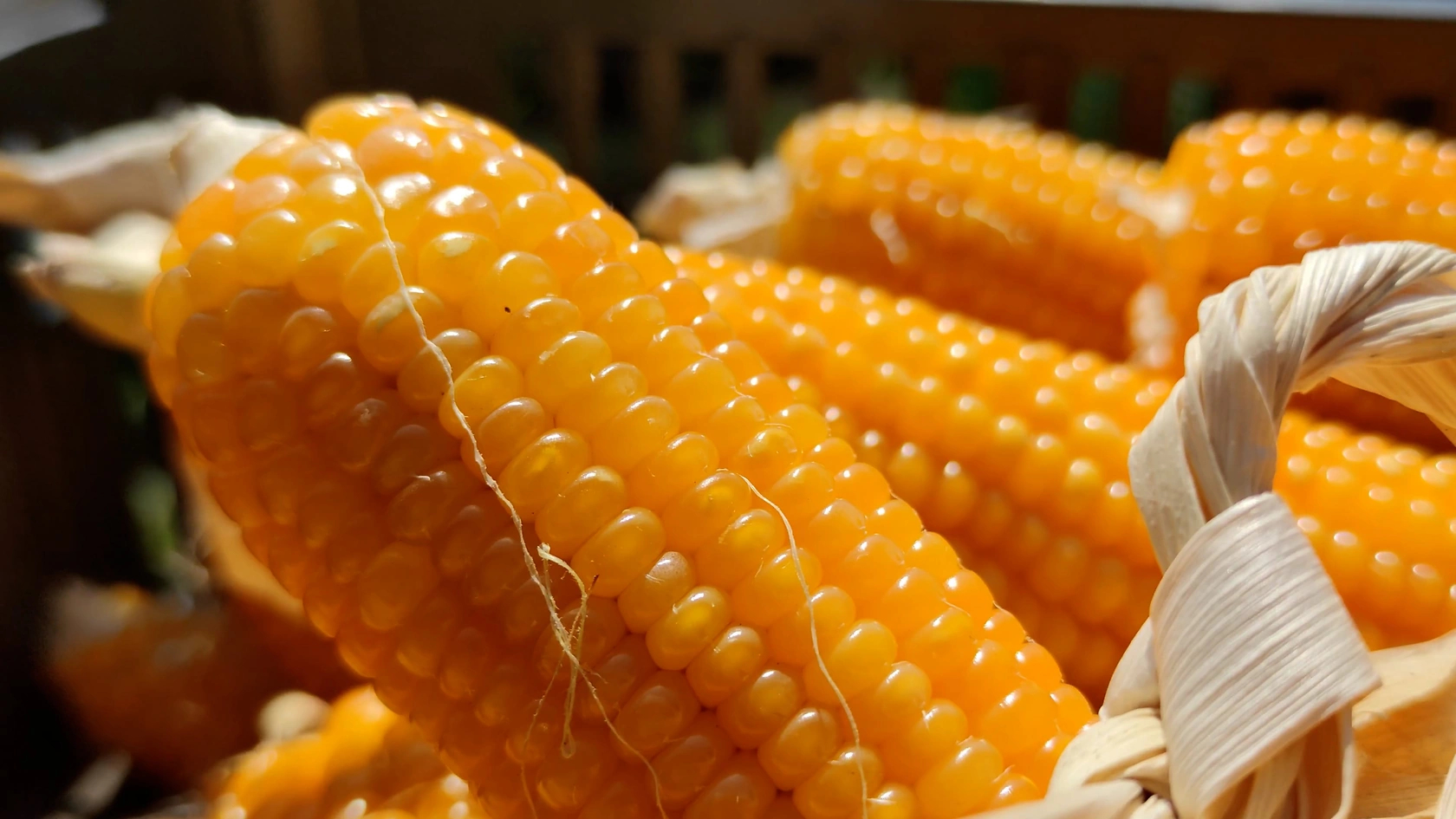 Export Bids for Corn, Soybeans, and Wheat Decline on March 9