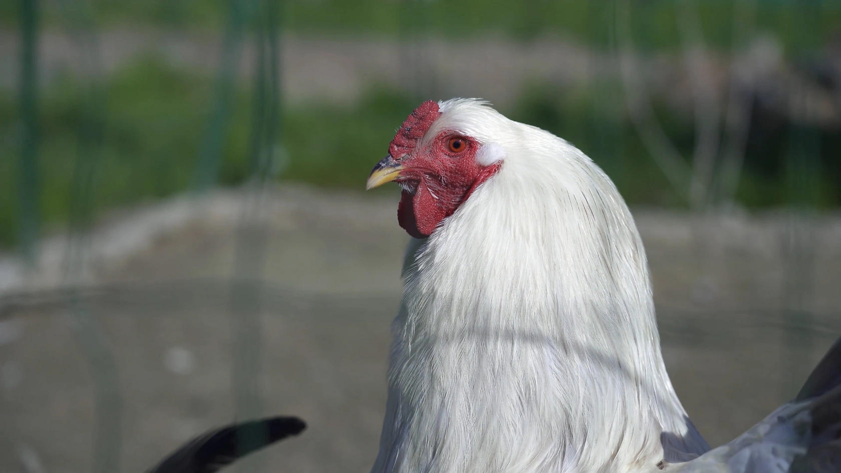 National Shell Egg Market Shows Mixed Price Movements in Mid-April 2026