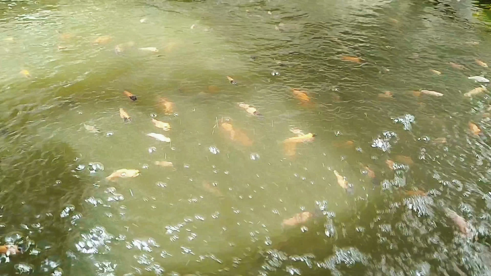 Oman's Aquaculture Production Surges 70% in 2025