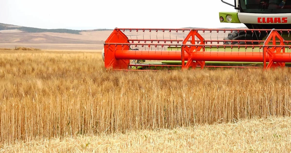 EU Grain Production to Decline in 2026-27 After Record Harvest