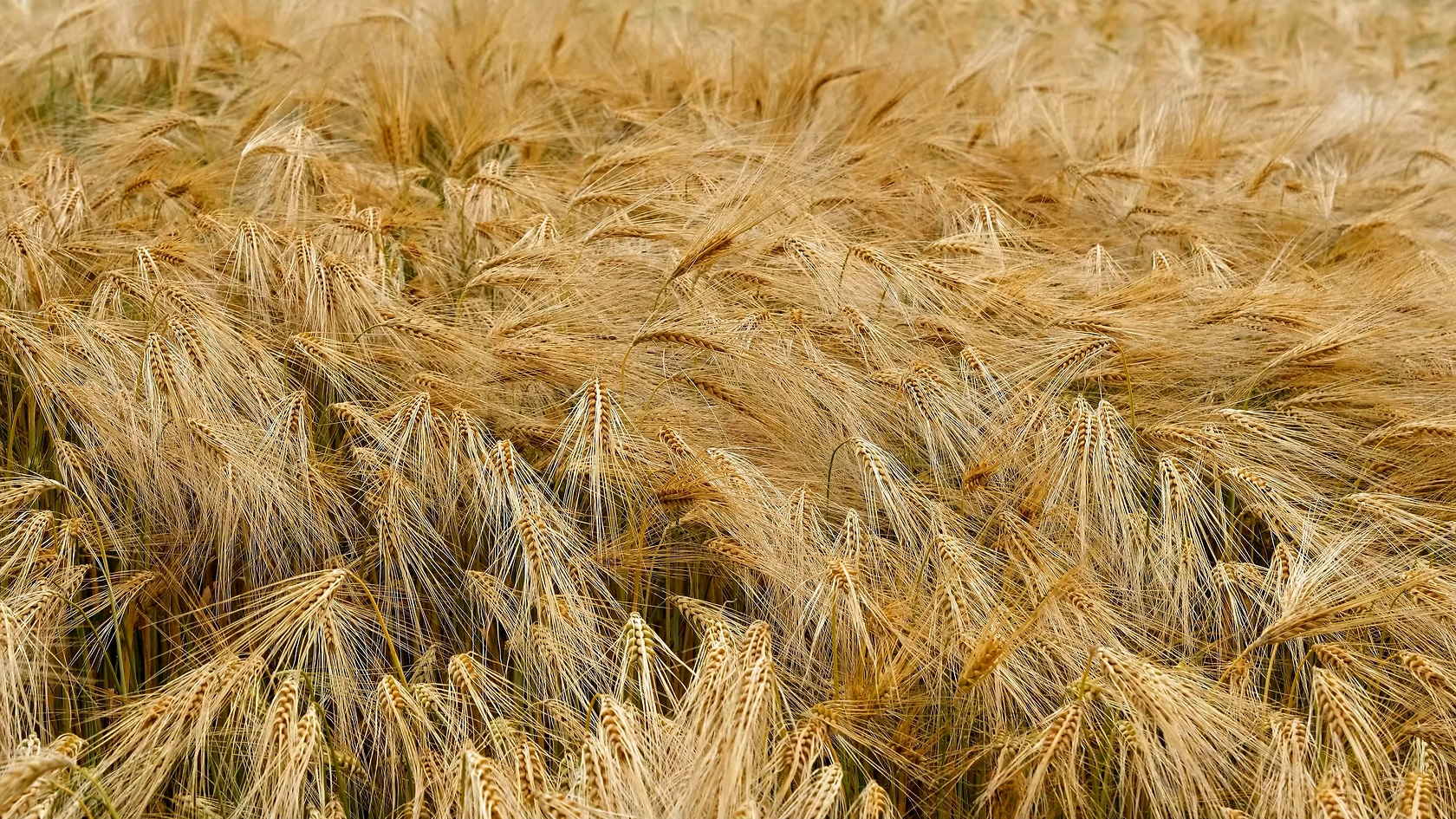 Grains Australia Welcomes New Board Directors, Appoints John Woods as Chairman