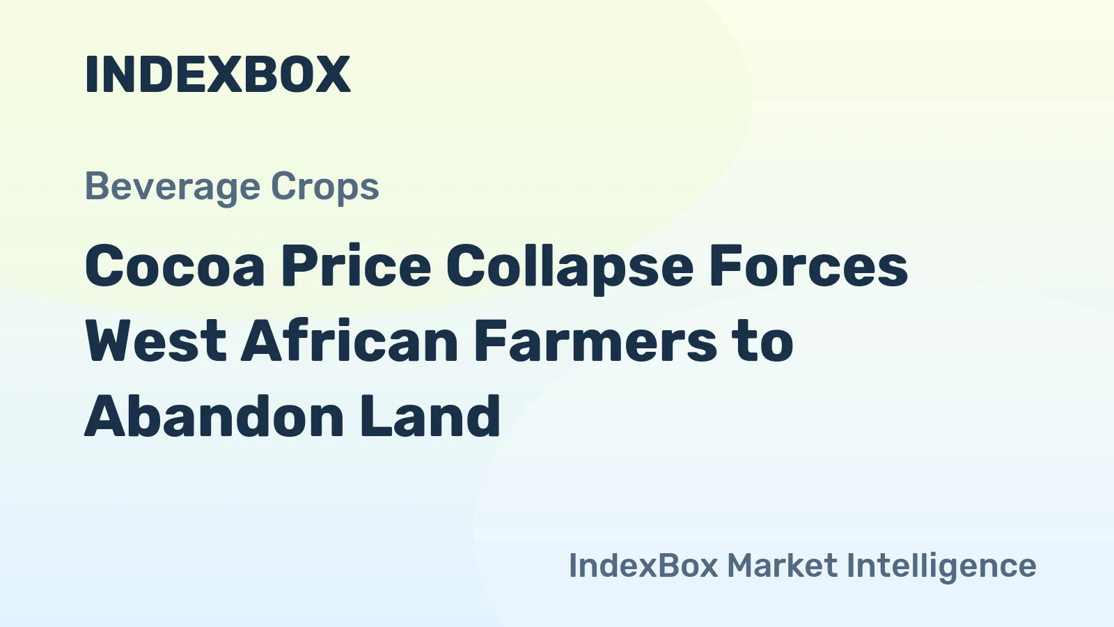 Cocoa Price Collapse Forces West African Farmers to Abandon Land