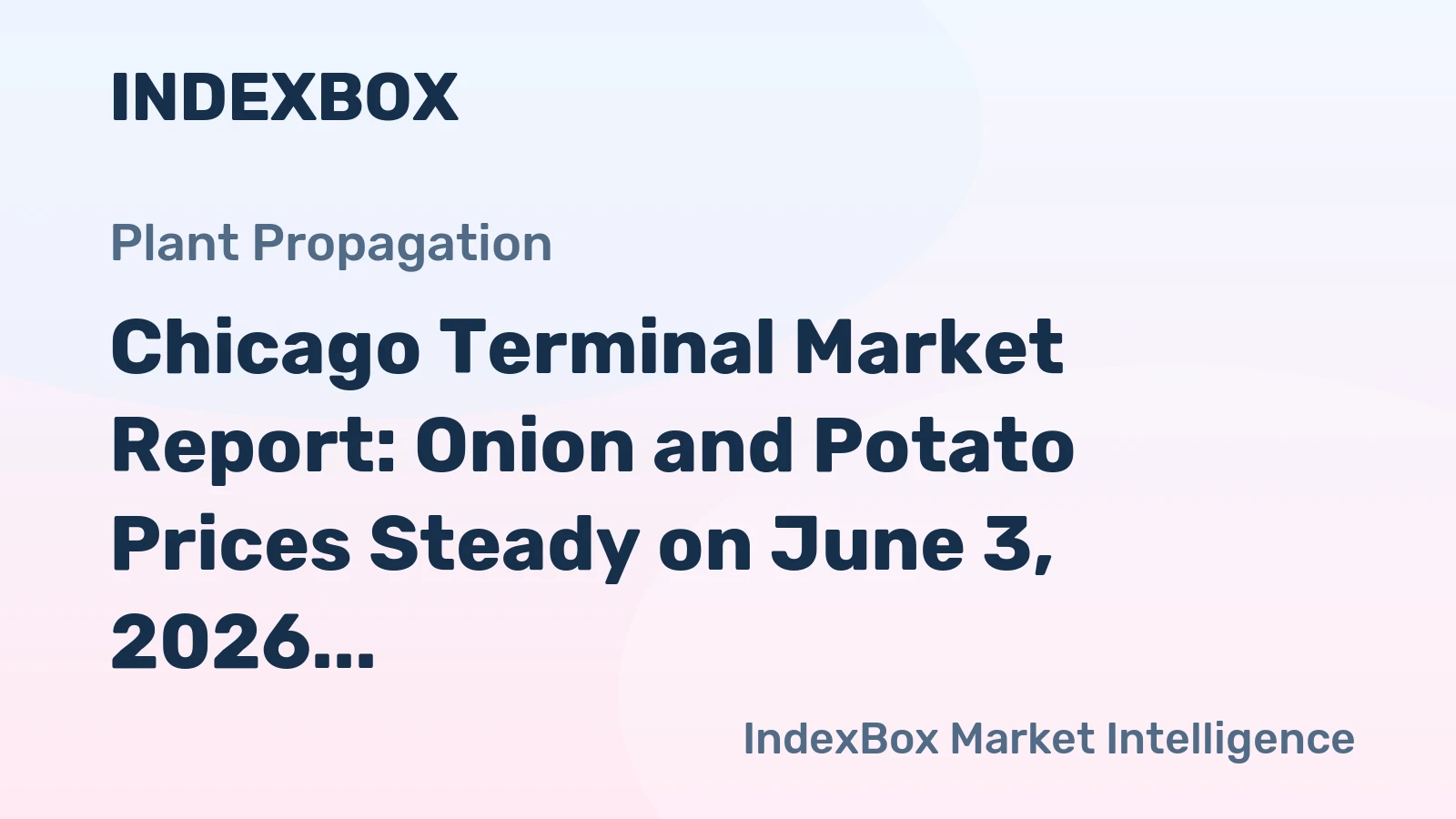 Chicago Terminal Market Report: Onion and Potato Prices Steady on June 3, 2026