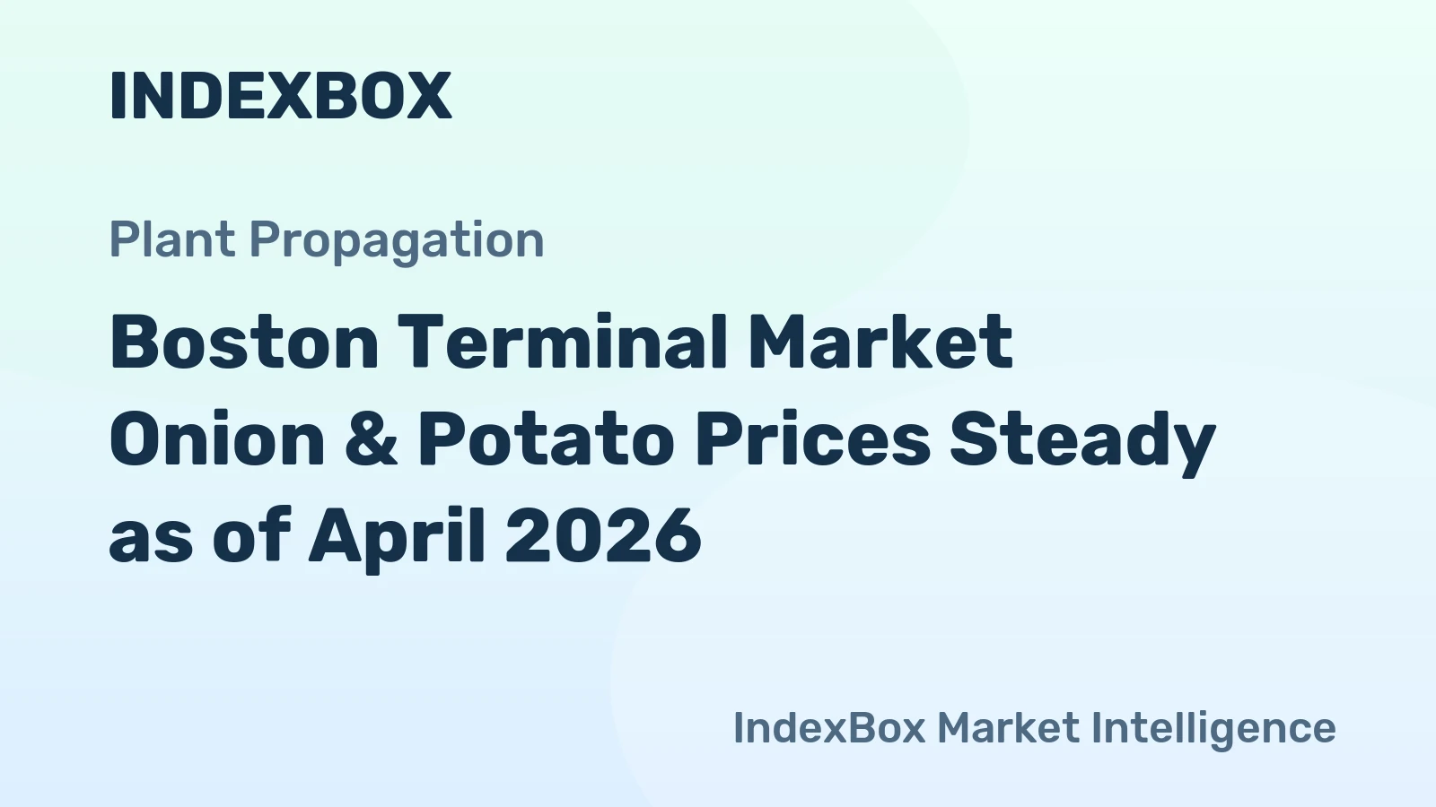 Boston Terminal Market Onion & Potato Prices Steady as of April 2026