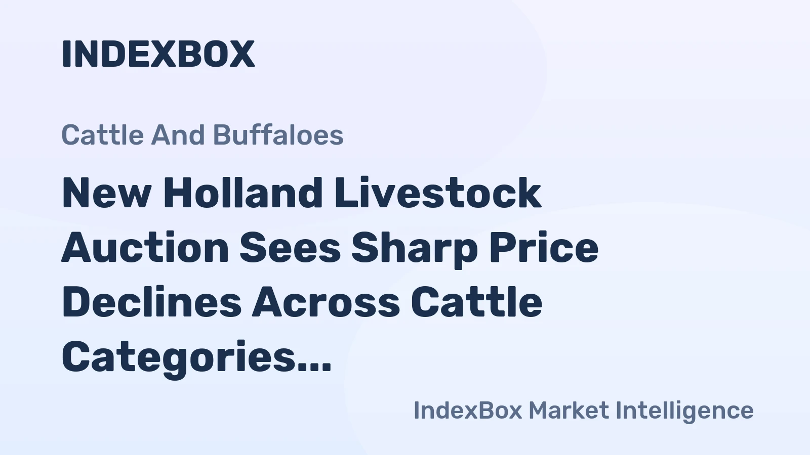New Holland Livestock Auction Sees Sharp Price Declines Across Cattle Categories