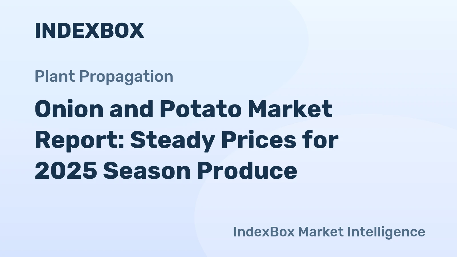 Onion and Potato Market Report: Steady Prices for 2025 Season Produce