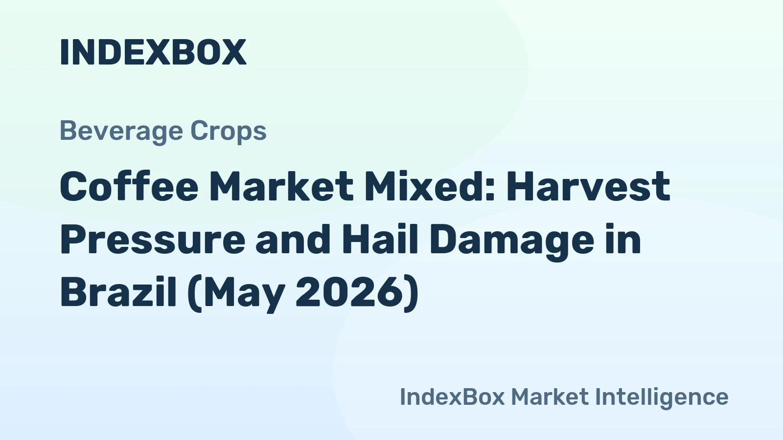 Coffee Market Mixed: Harvest Pressure and Hail Damage in Brazil (May 2026)