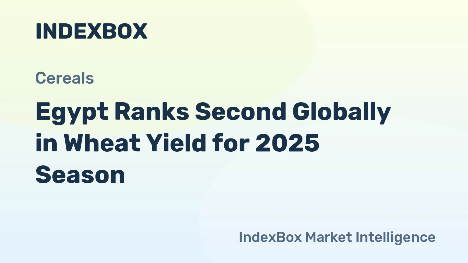 Egypt Ranks Second Globally in Wheat Yield for 2025 Season