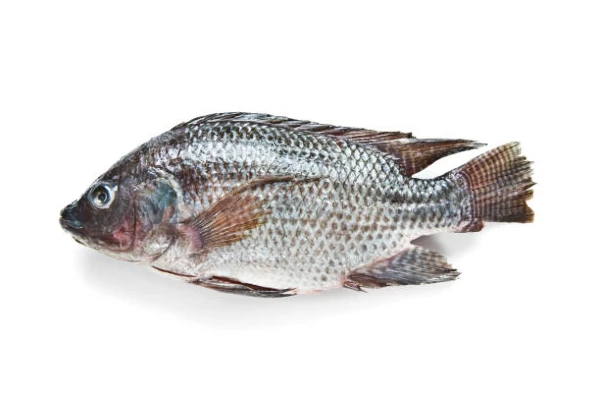 Top Import Markets for Tilapias: Global Trends and Statistics