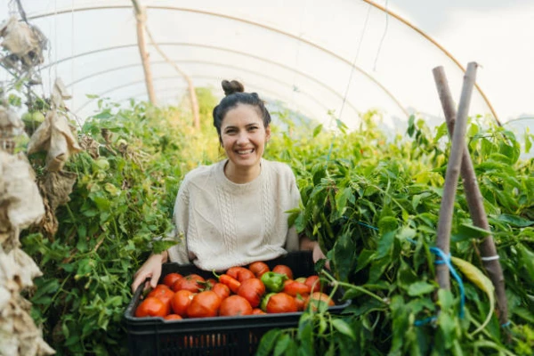 Mexico's Tomato Price Grows Modestly to $1,628 per Ton