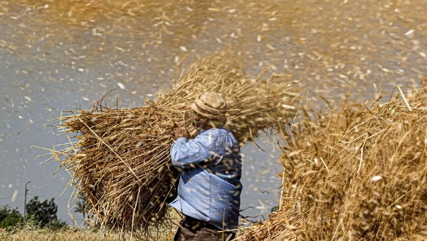 How to Find Buyers for Wheat in the Middle East: A Complete Guide